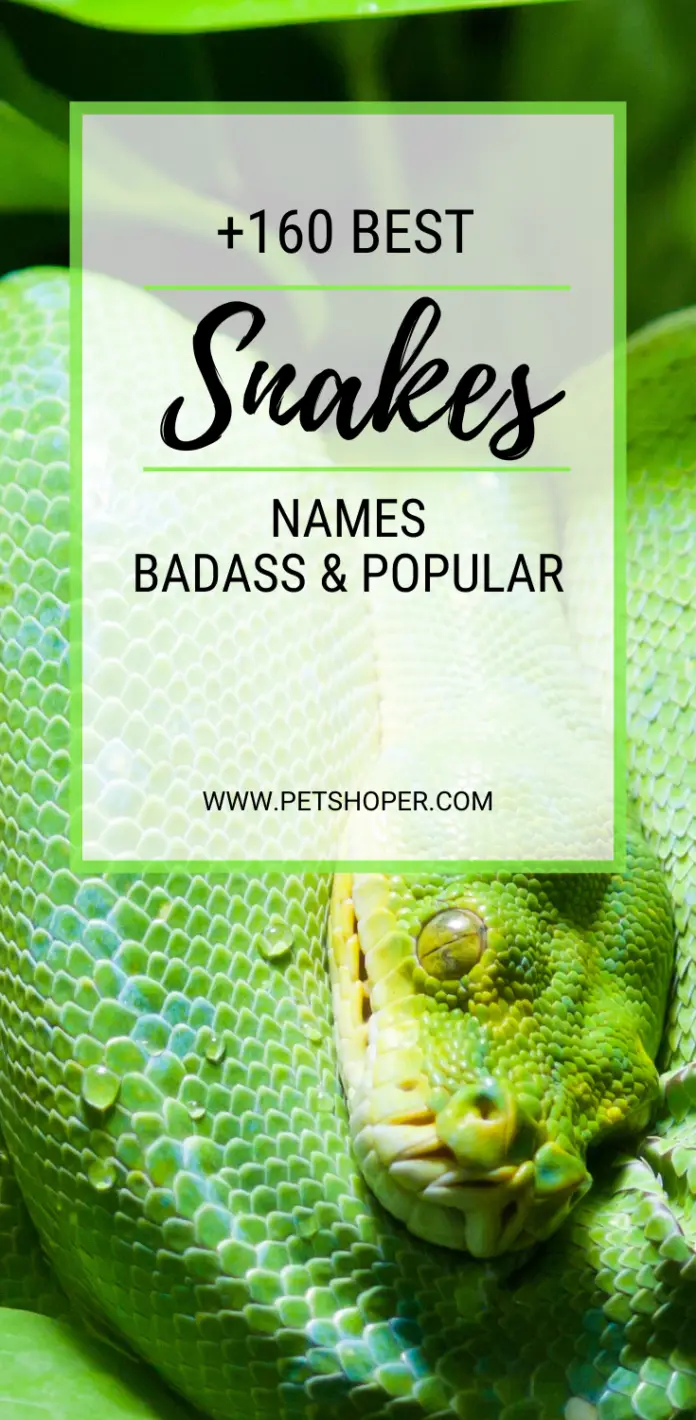 +160 Best Snake Names - Badass & Popular [with Video] - PetShoper