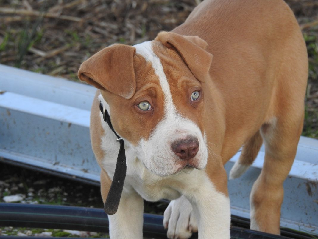 Red Nose Pitbull Amazing Facts That You Will Never Know - PetShoper