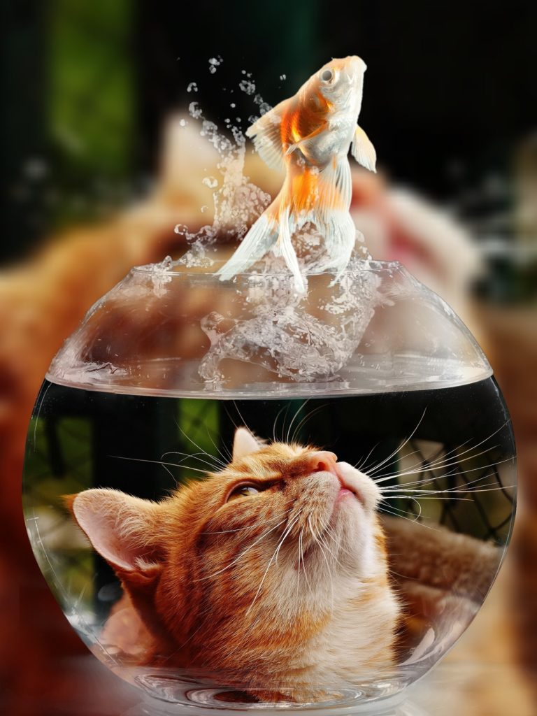 Best Collection Of Pet Names Popular Cute Names Ever PetShoper