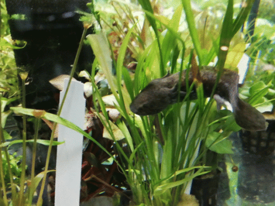 Axolotl As Pets Descriptive Guide On How To Keep&Care - PetShoper