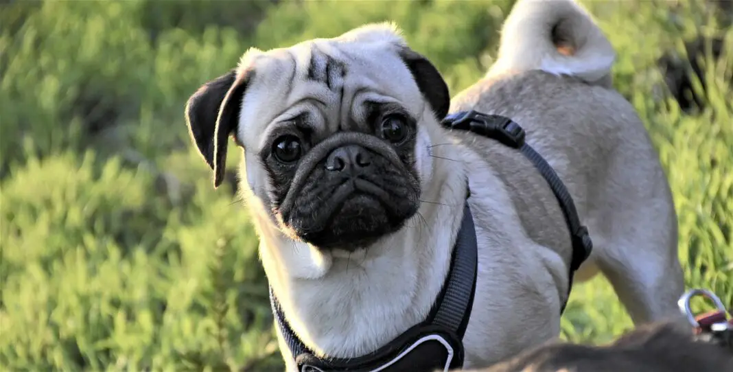 Can Pug Eye Pop Out! Really? [How to Avoid Proptosis] - PetShoper