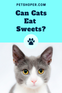 Can Cats Eat Sweets? Does Your Cat Have a Sweet Tooth? - PetShoper