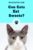 Can Cats Eat Sweets? Does Your Cat Have a Sweet Tooth? - PetShoper
