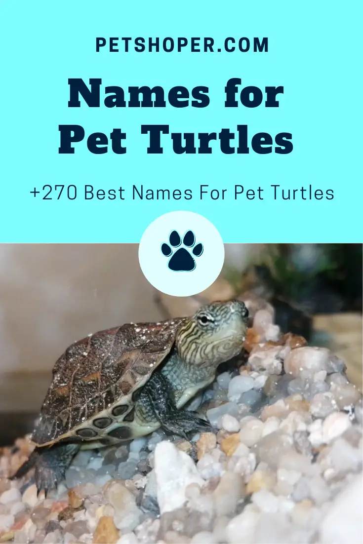  270 Best Names For Pet Turtles And Tortoises PetShoper