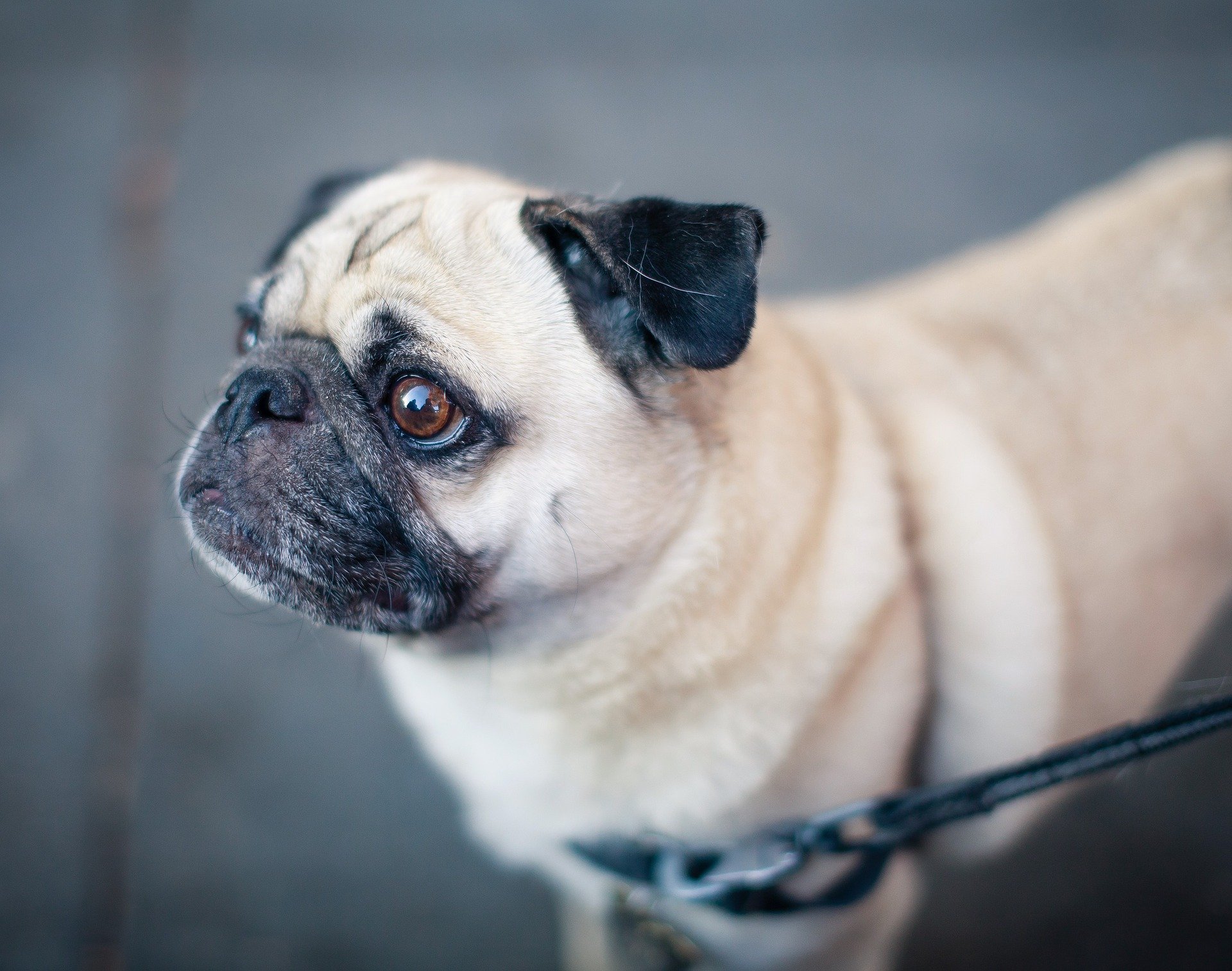 Cute Pug Names 90 Sweet Amazing Ideas PetShoper
