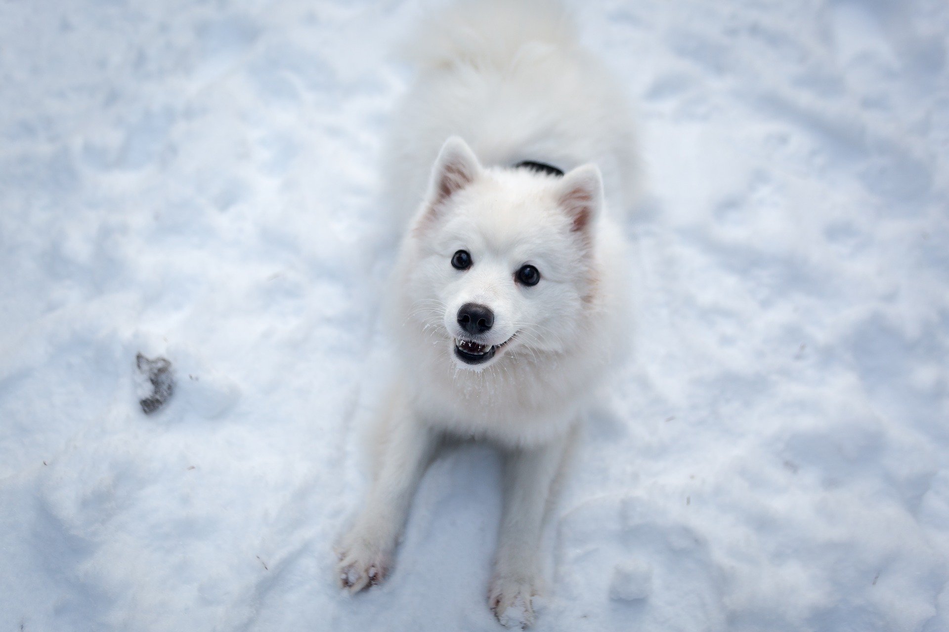 Cute Boy Dog Names 70 BRILLIANT Ideas PetShoper Cute Boy Dog Names 70 BRILLIANT Ideas PetShoper