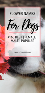 Flower Names For Dogs +160 Best | Female | Male - PetShoper