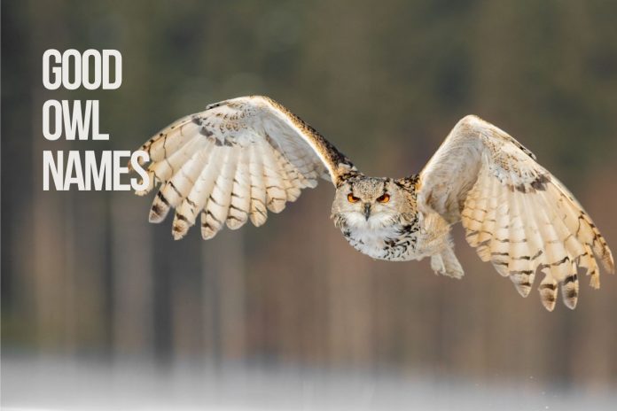Owl Names +243 TOP Ideas Incl. Harry Potter Owl - PetShoper