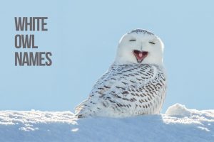 Owl Names +243 TOP Ideas Incl. Harry Potter Owl - PetShoper