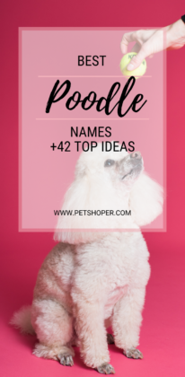 Best Poodle Names 42+ CUTE Ideas [with Video] - PetShoper