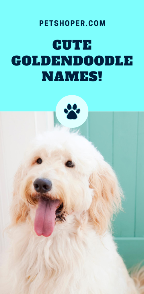 Goldendoodle Names 100 CUTE Ideas Male Female PetShoper
