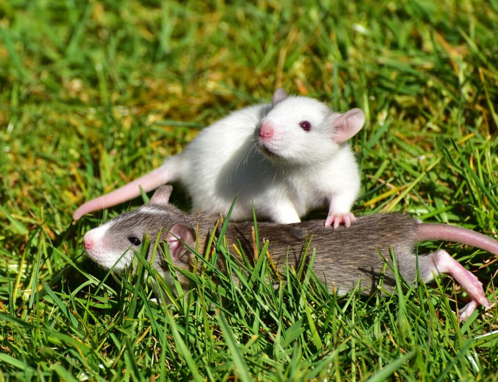Rat Names 200 Awesome Ideas Cute Male Female PetShoper