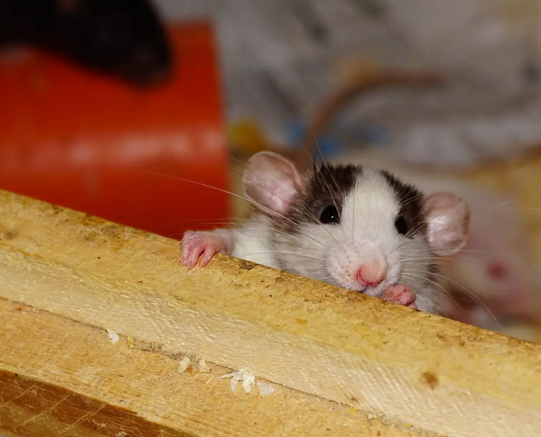 Rat Names +200 Awesome Ideas [Cute & Male & Female] - PetShoper