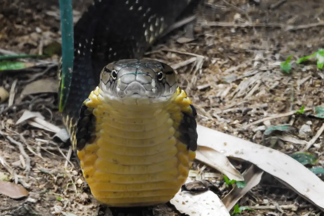 How Intelligent Are Snakes? [Answered] - PetShoper