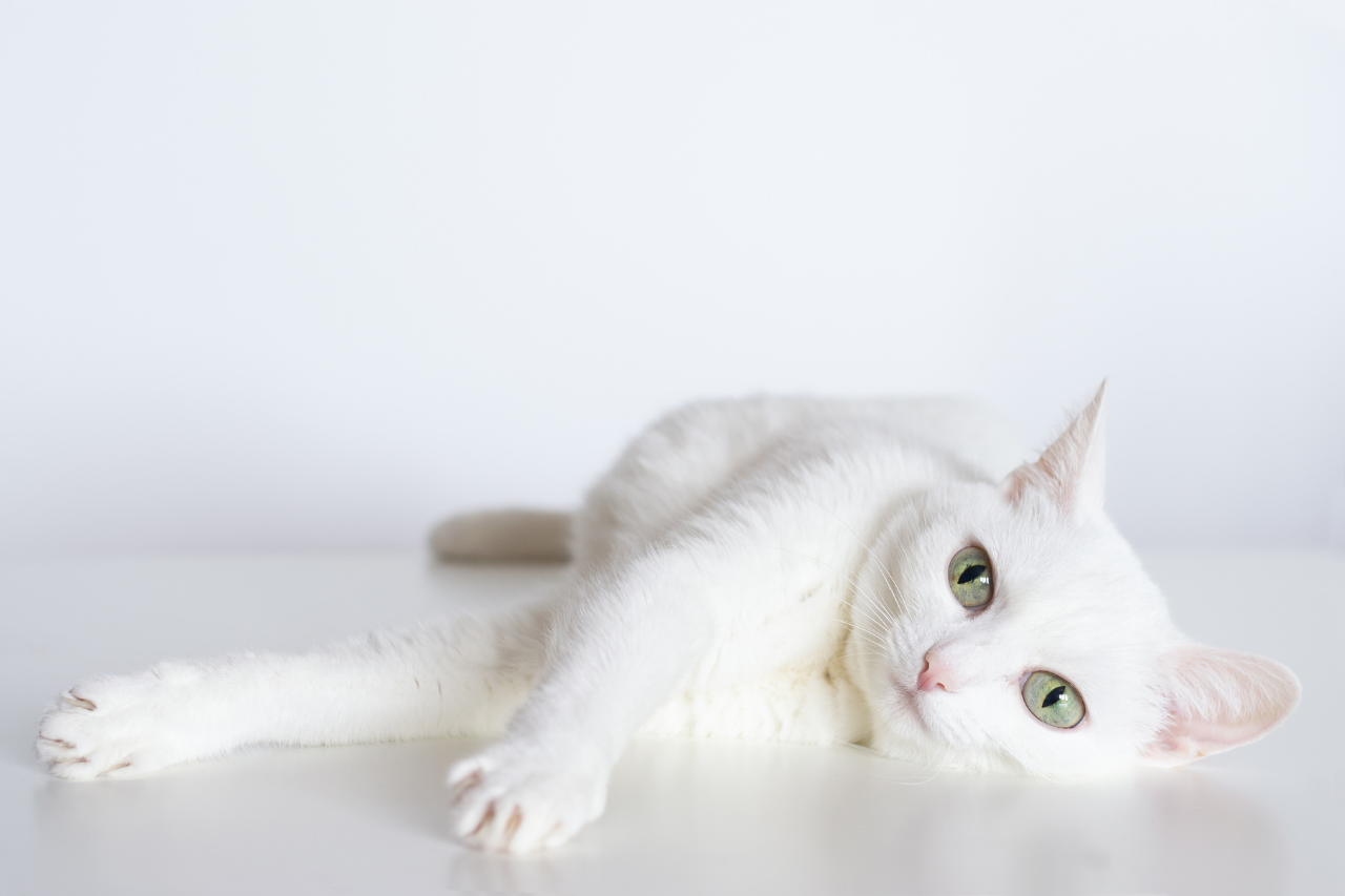 White Cat Names 90 Best TOP Ideas PetShoper White Cat Names 90 Best TOP Ideas PetShoper
