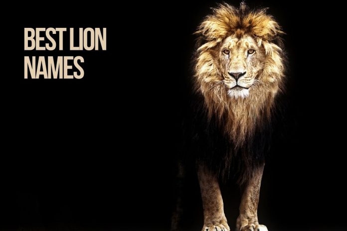 Lion Names 325+ TOP & BEST & Amazing Lion Names - PetShoper
