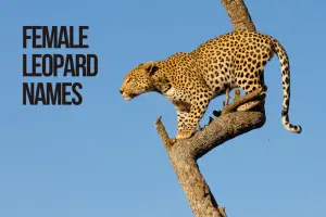 Leopard Names 124+ TOP & CUTE & MALE & FEMALE Ideas - PetShoper