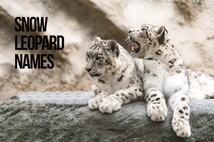 Leopard Names 124+ TOP & CUTE & MALE & FEMALE Ideas - PetShoper