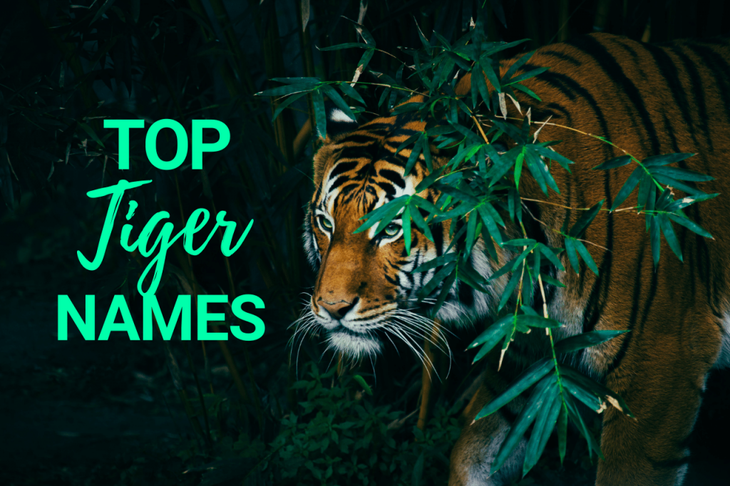 Tiger Names 200 TOP BEST MALE FEMALE Ideas PetShoper