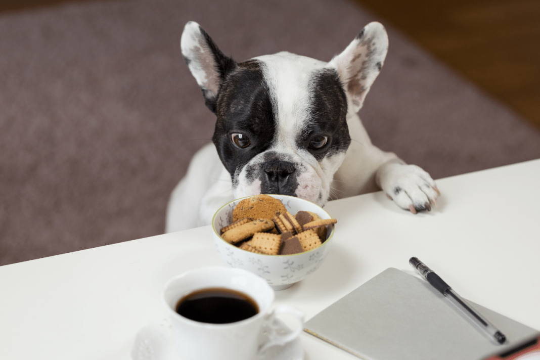 Cute Food Dog Names 87 Ideas with Video PetShoper Cute Food Dog Names 87 Ideas with Video PetShoper
