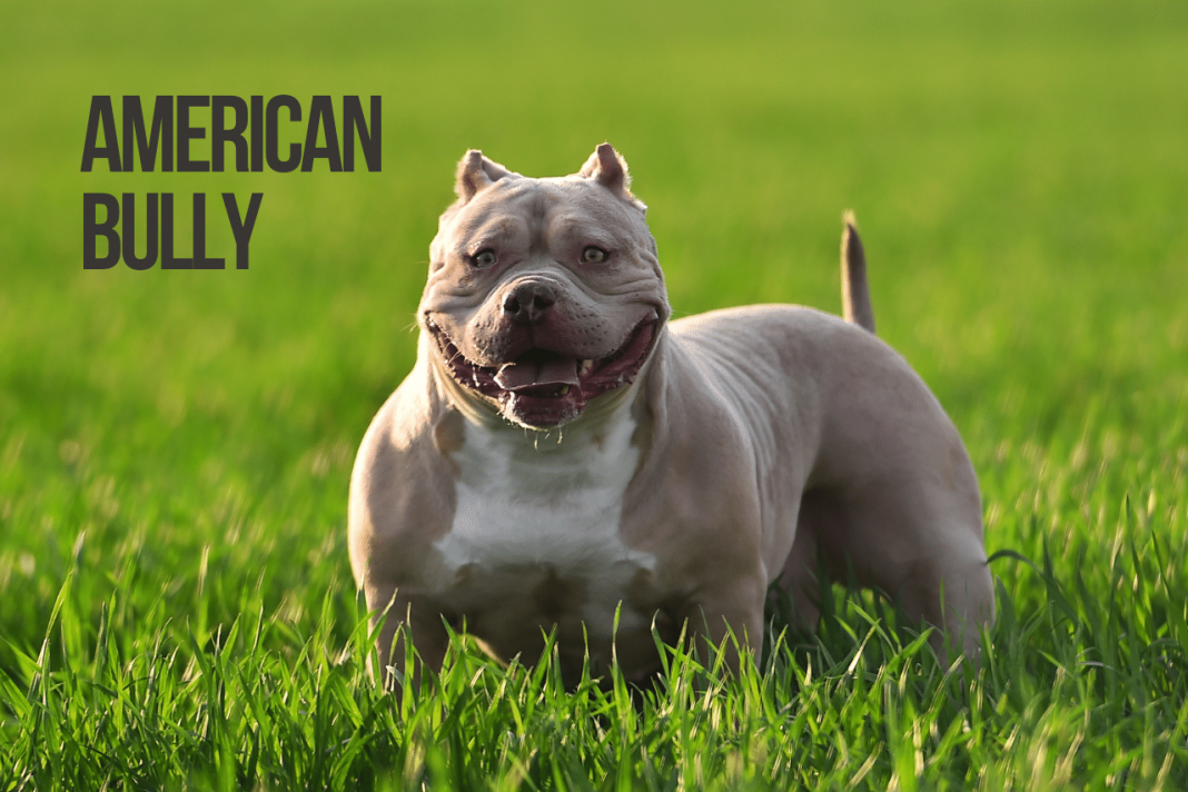 Most Muscular Dog Breeds In the World[Top 10 Breeds] - PetShoper