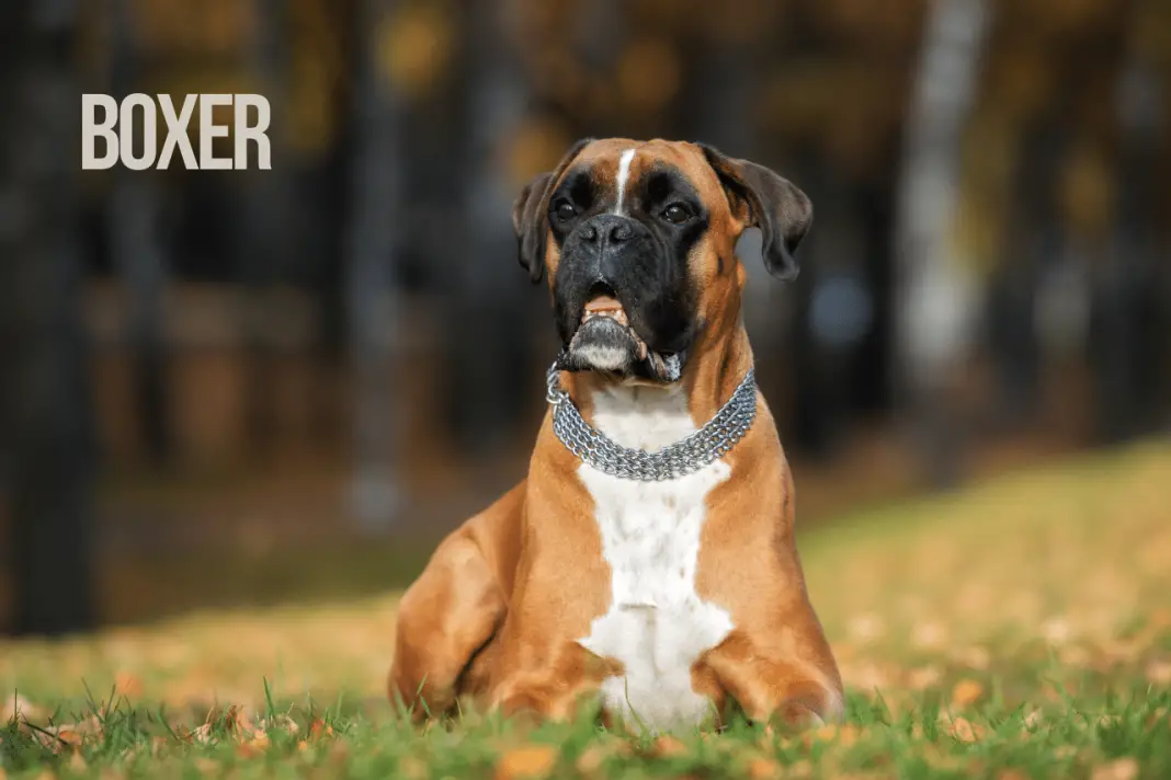 Most Muscular Dog Breeds In the World[Top 10 Breeds] - PetShoper
