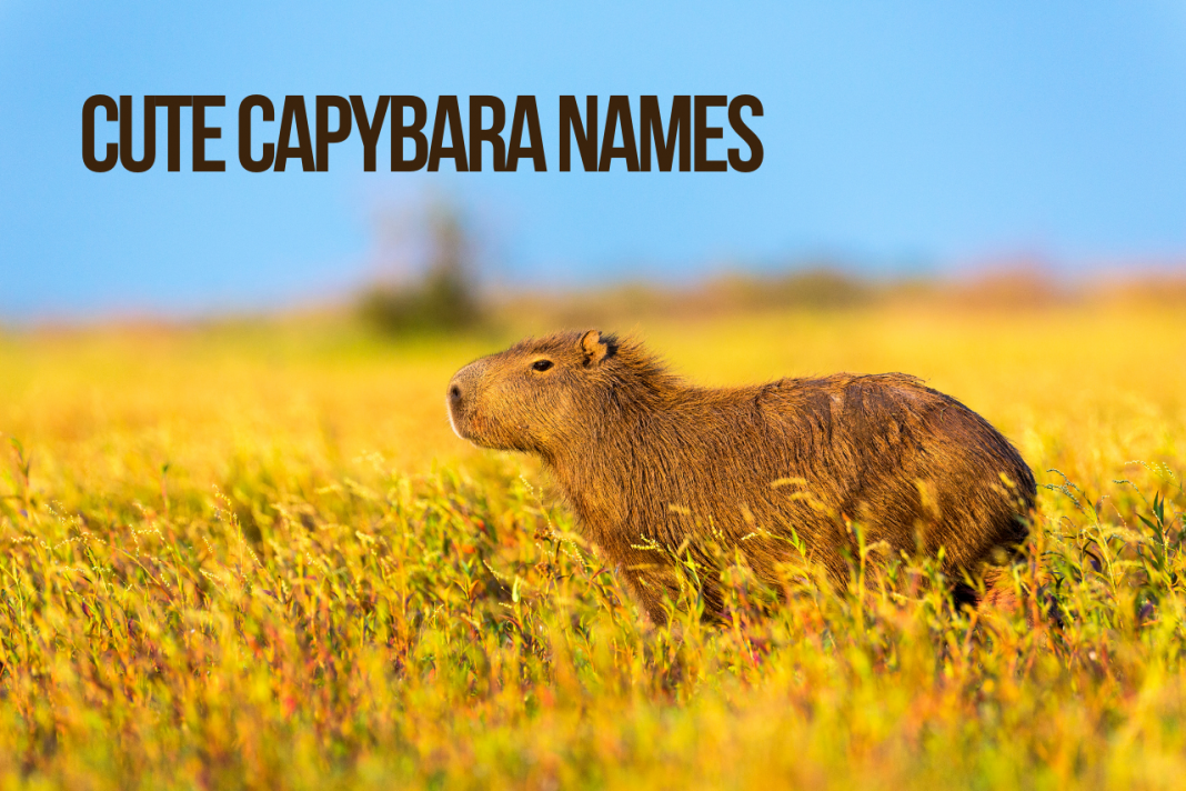 Capybara Names 100+ Creative Ideas + Facts [Interesting] - PetShoper