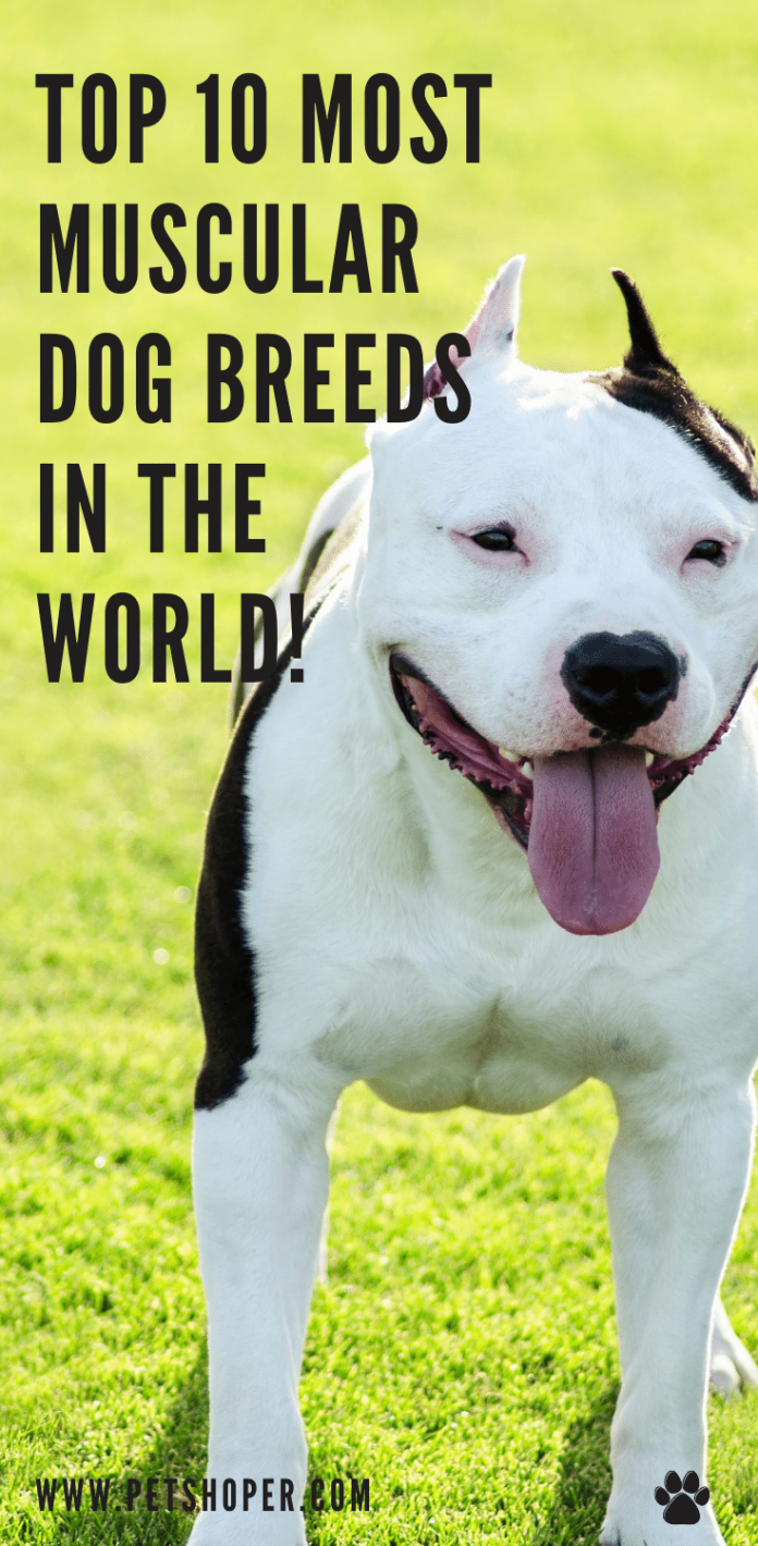 Most Muscular Dog Breeds In the World[Top 10 Breeds] - PetShoper