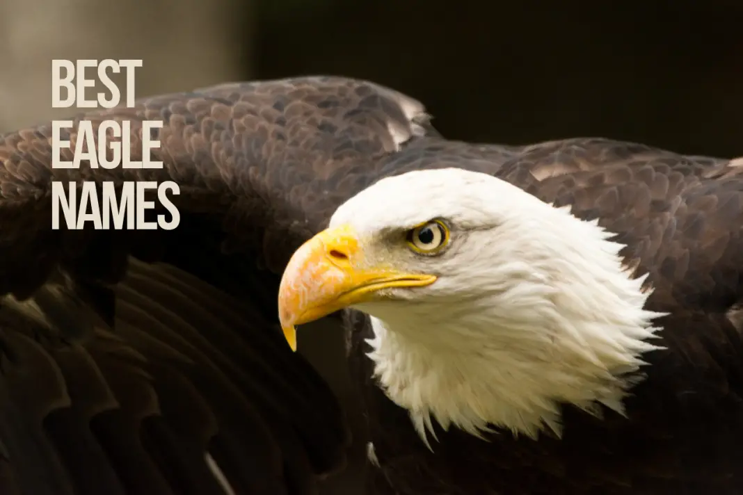 Eagle Names 200+ Best Names for an Eagle - PetShoper
