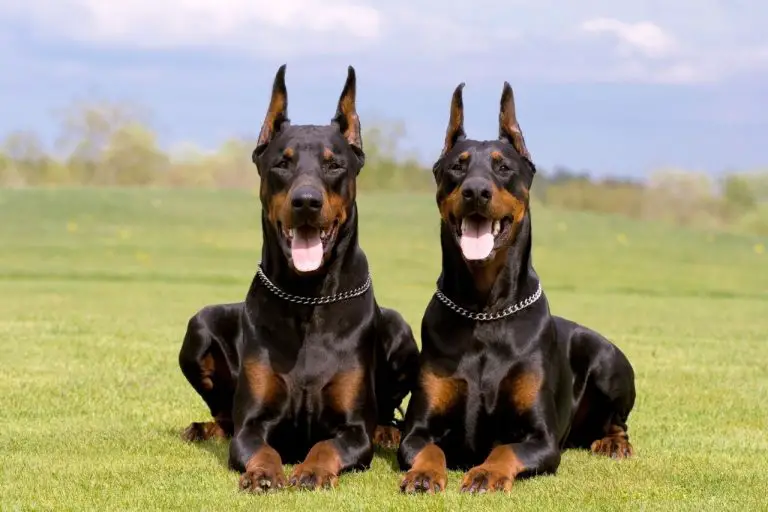 Names For Doberman 101+ Best [Male & Female] | PetShoper