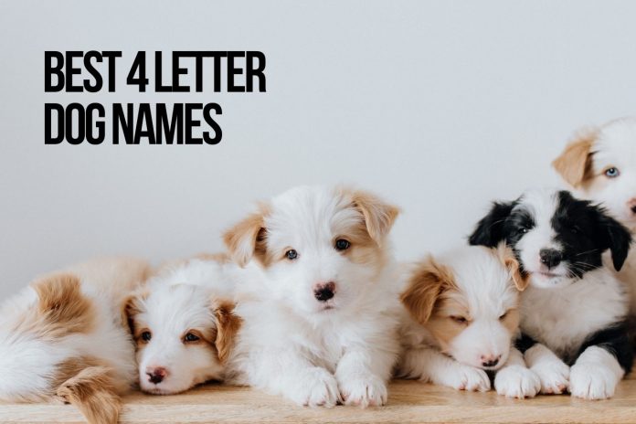4 Letter Dog Names 126+ Short & Cute Ideas - PetShoper
