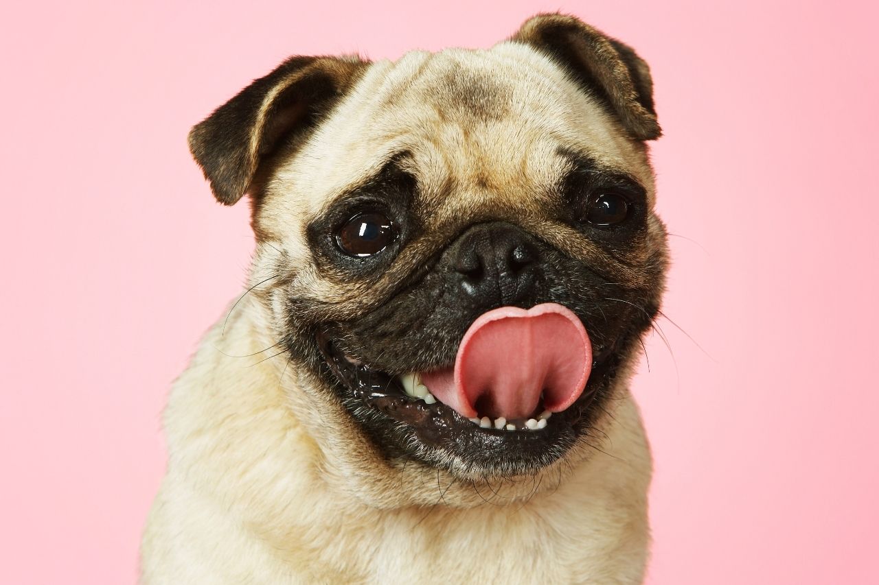 Girl Pug Names 51 BEST TOP Female Names PetShoper