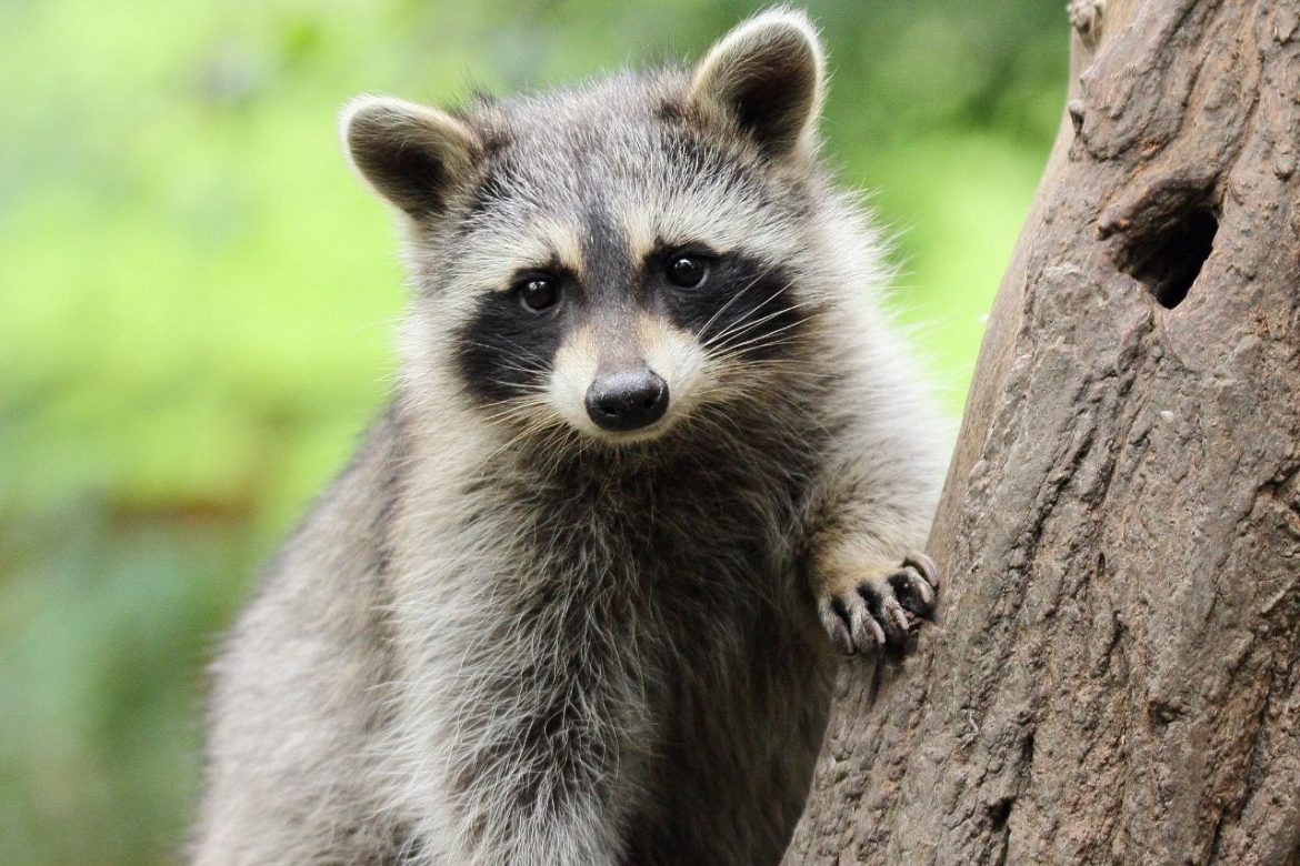Pet Raccoon Names 200 Incredible Funny Cute PetShoper
