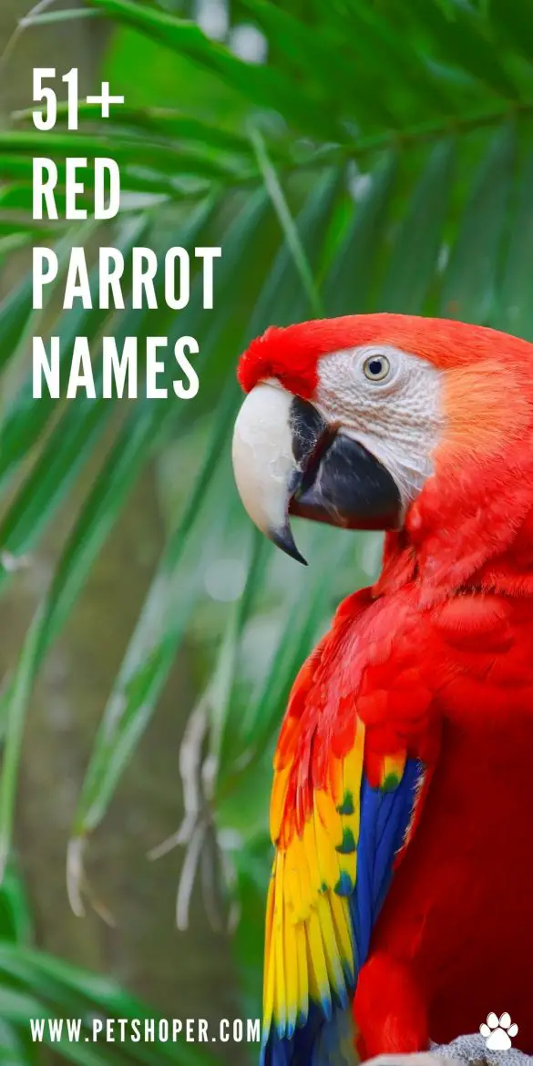 Red Parrot Names 51+ BEST & TOP Ideas - PetShoper