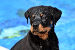 Minecraft Dog Names 134+ Best & Cute & Top Dog Names - PetShoper